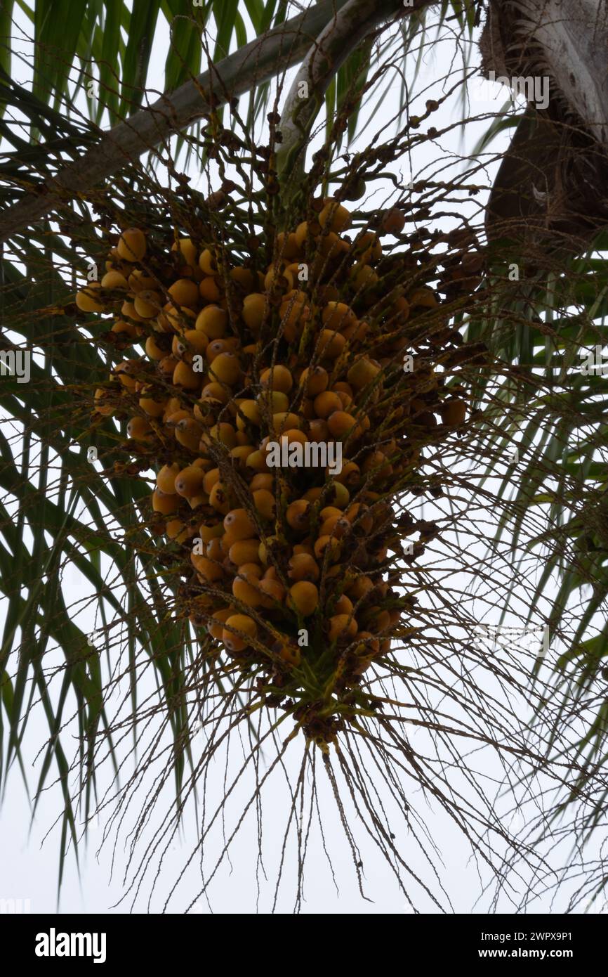 Les fruits d'un palmier à Faro, Portugal Stock Photo - Alamy