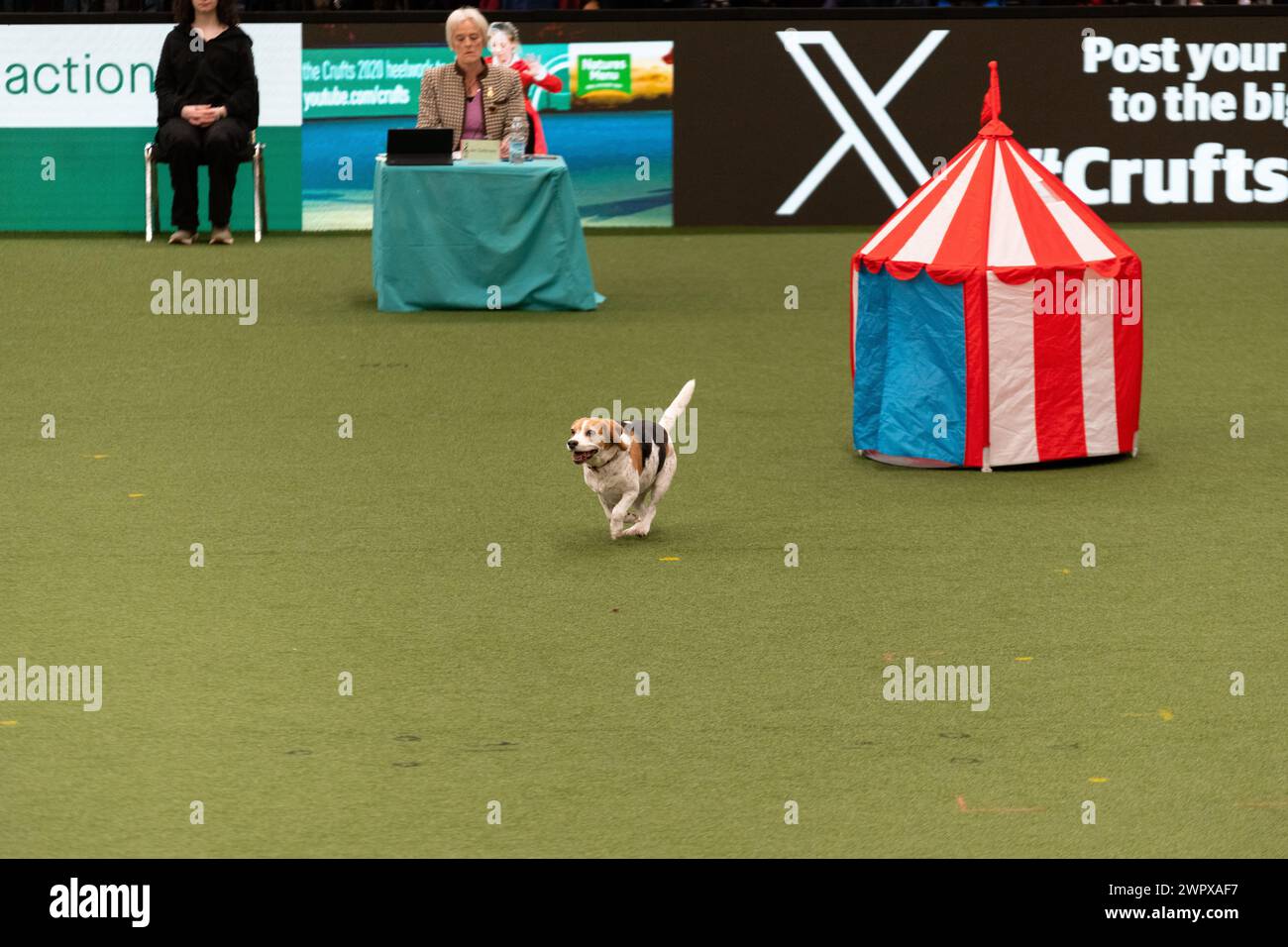 Crufts 2024 genting arena hi-res stock photography and images - Alamy