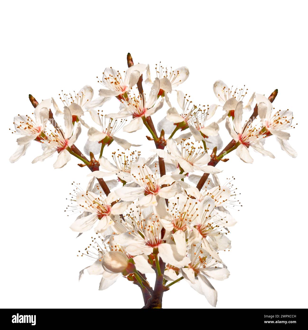 Blooming cherry twigs isolated on white background Stock Photo - Alamy