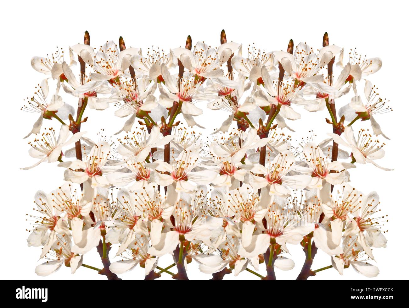 Blooming cherry twigs isolated on white background Stock Photo - Alamy