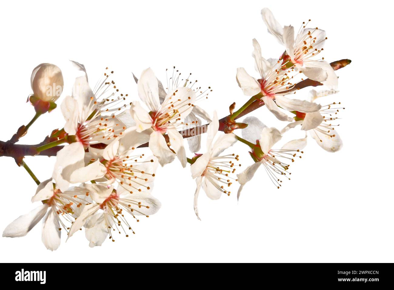 Blooming cherry twigs isolated on white background Stock Photo - Alamy