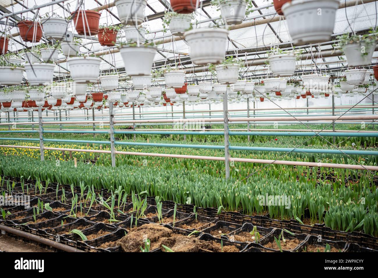 Growing plants and flowers in multi-level greenhouse. Seedlings in pots ...