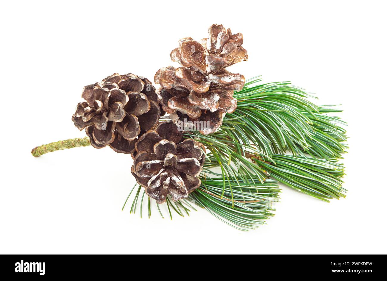 christmas winter fir branches, pine cone. Winter bouquet isolated on ...