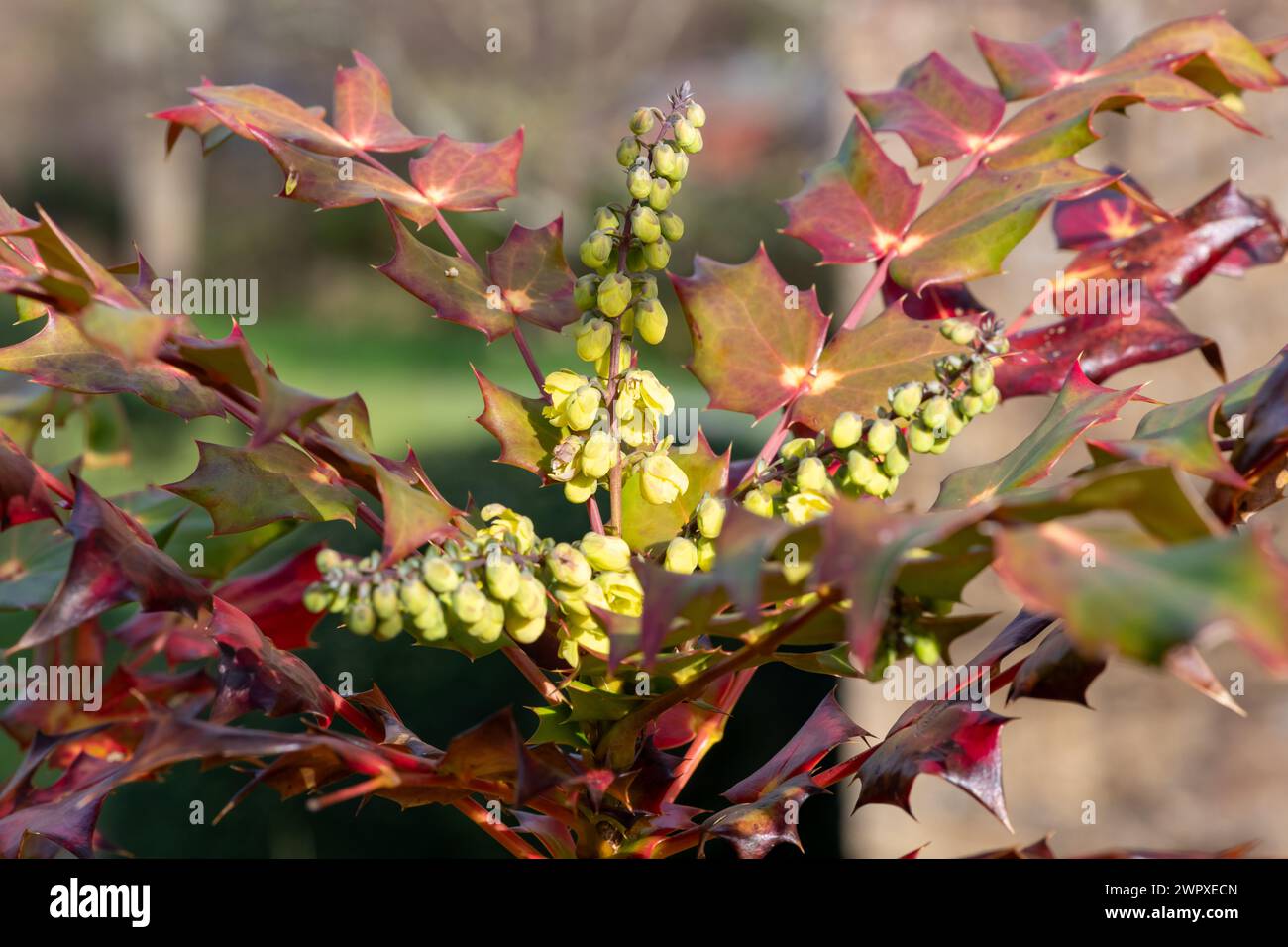 Close up of mahonia flowers emerging into bloom Stock Photo - Alamy