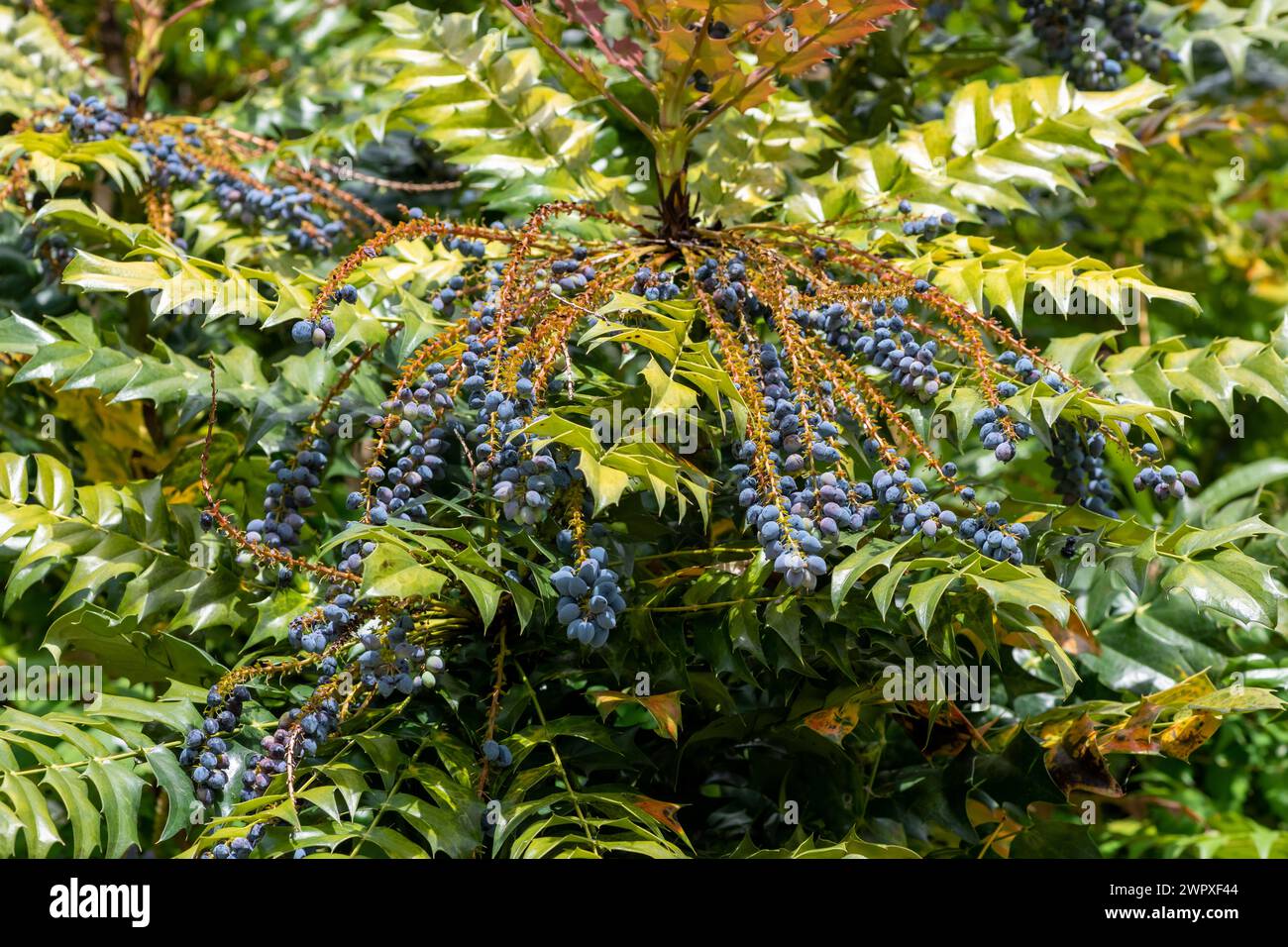 Mahonia lomariifolia winter hi-res stock photography and images - Alamy