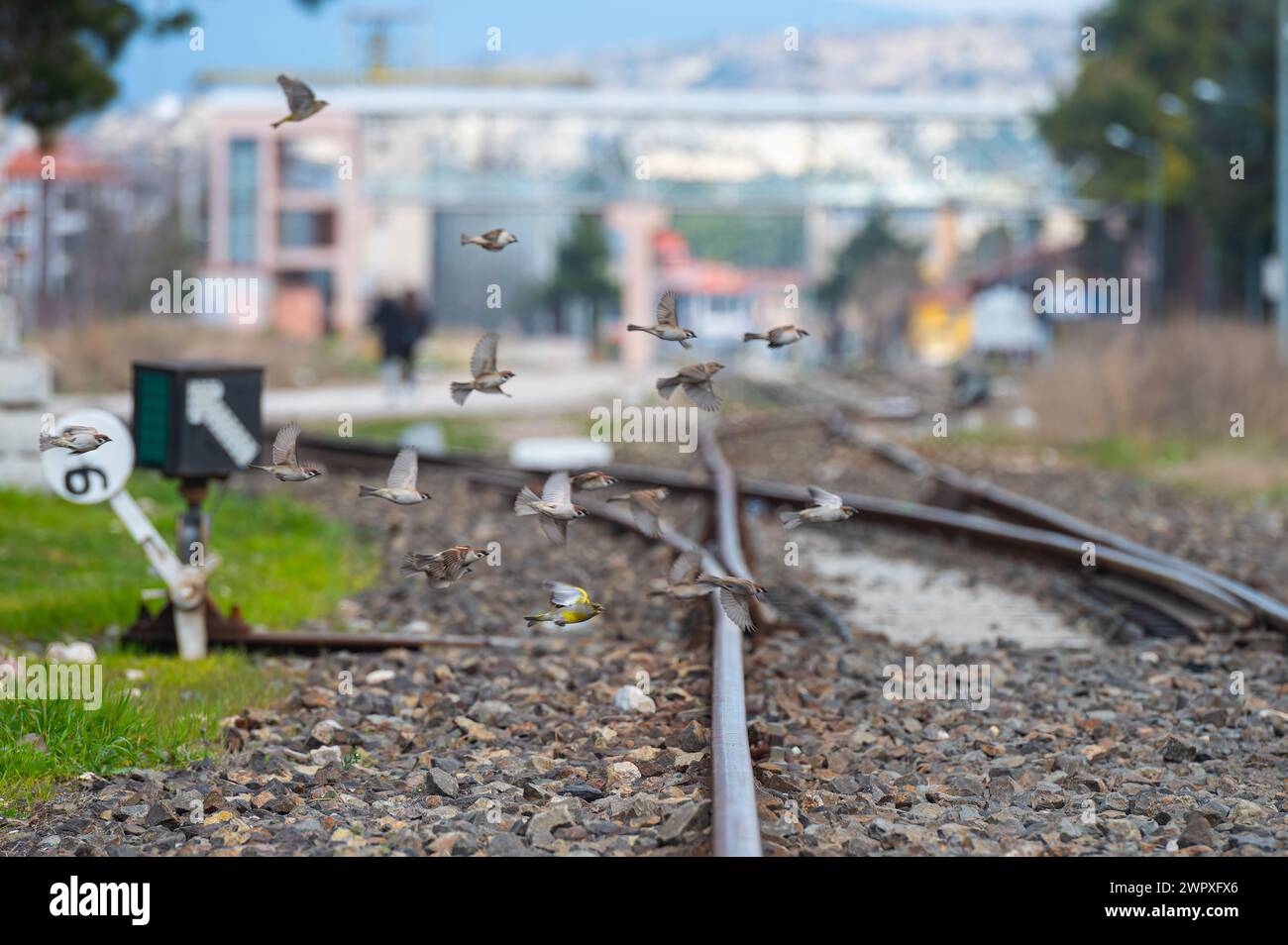 Birds flying on railway tracks Stock Photo - Alamy