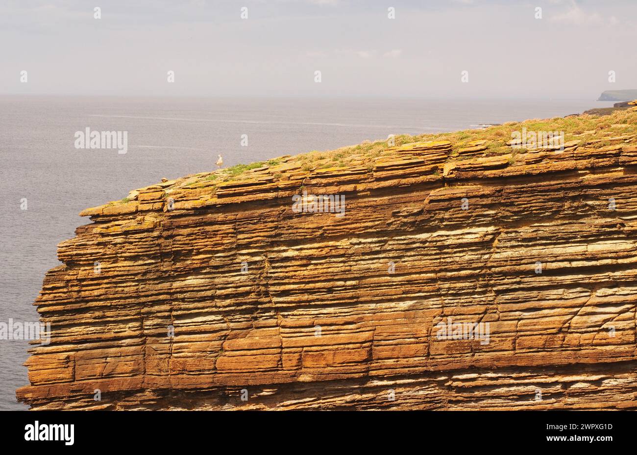 Image showing the structure of the dramatic cliffs at Lyre Geo on the ...
