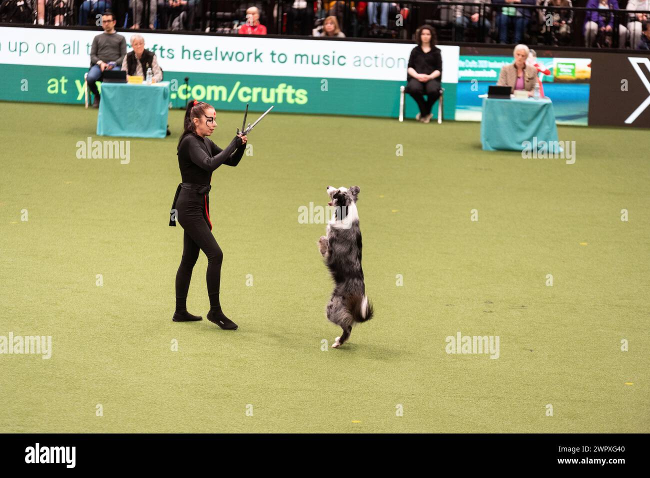 Crufts 2024 main arena hi-res stock photography and images - Alamy