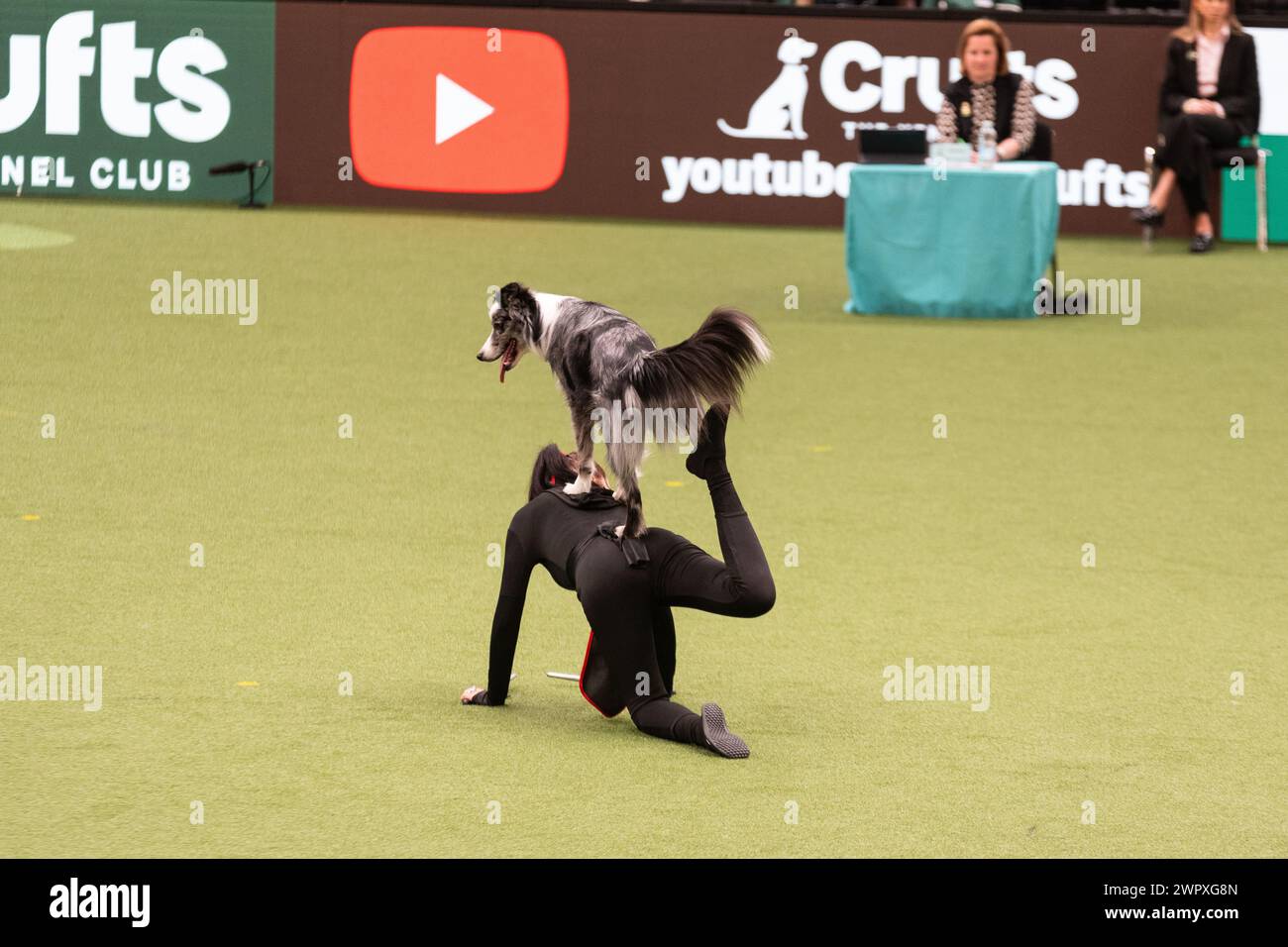 Crufts 2024 main arena hi-res stock photography and images - Alamy