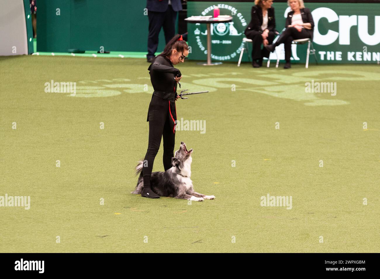 Crufts 2024 freestyle heelwork to music canada hi-res stock photography and images - Alamy