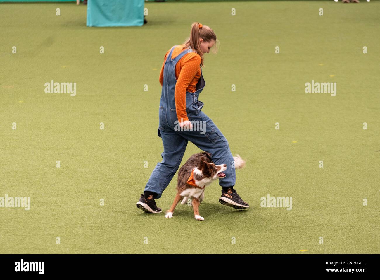 Birmingham UK. 9th March 2024. Crufts 2024 Internatonal Freestyle ...