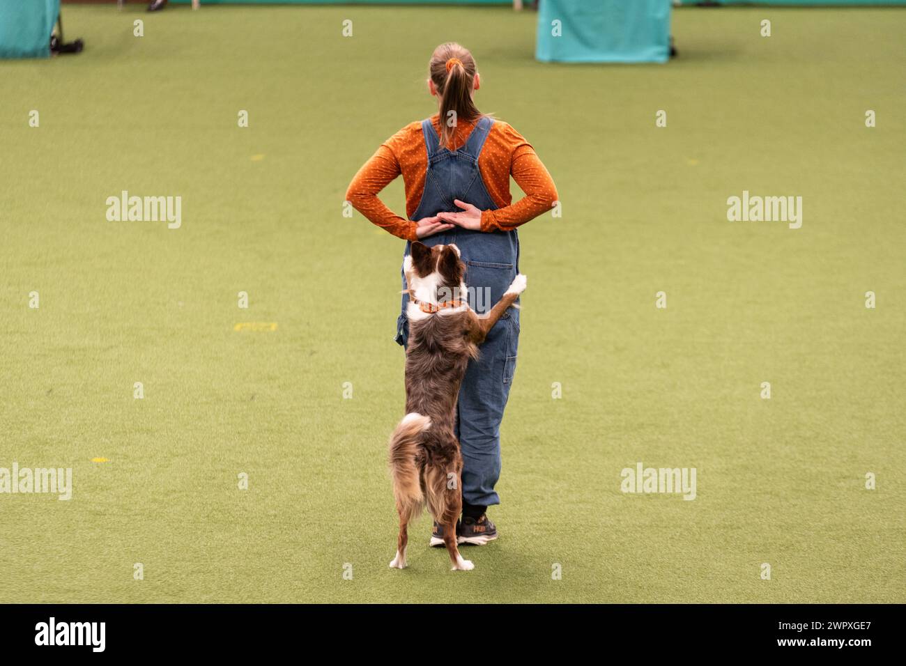 Birmingham UK. 9th March 2024. Crufts 2024 Internatonal Freestyle ...