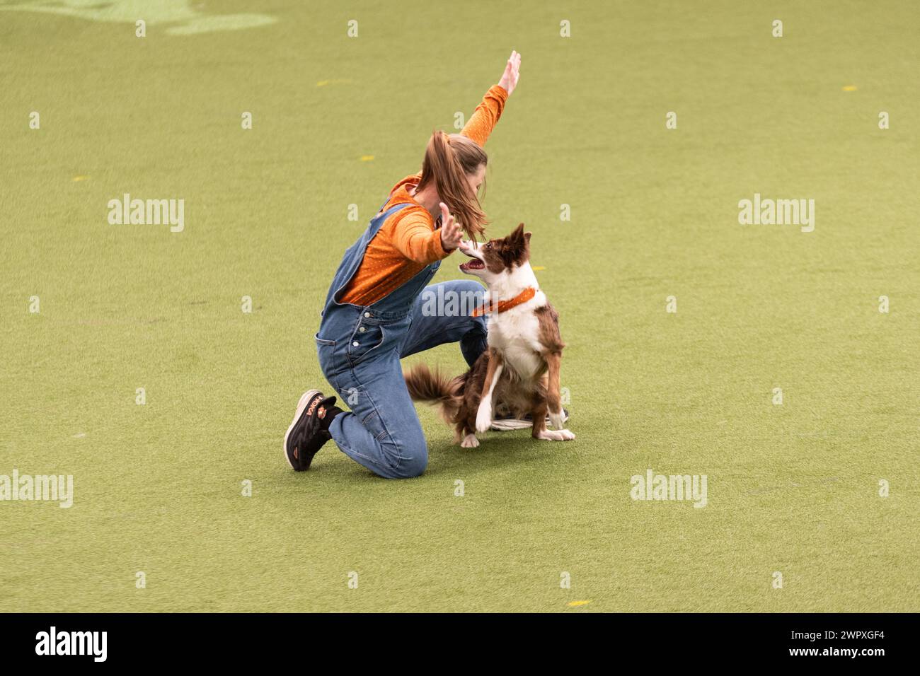 Birmingham UK. 9th March 2024. Crufts 2024 Internatonal Freestyle ...