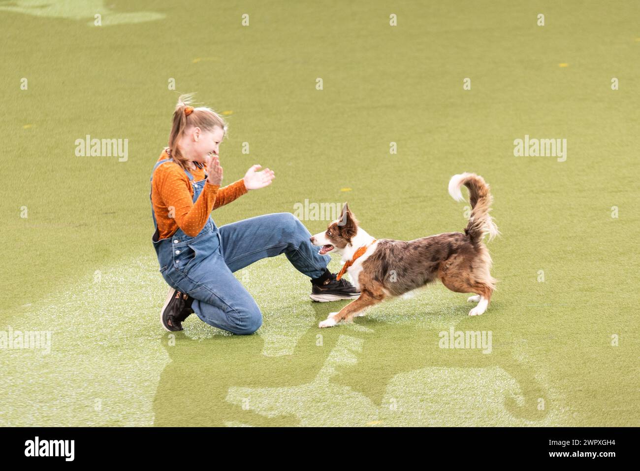 Crufts 2024 freestyle heelwork to music canada hi-res stock photography and images - Alamy