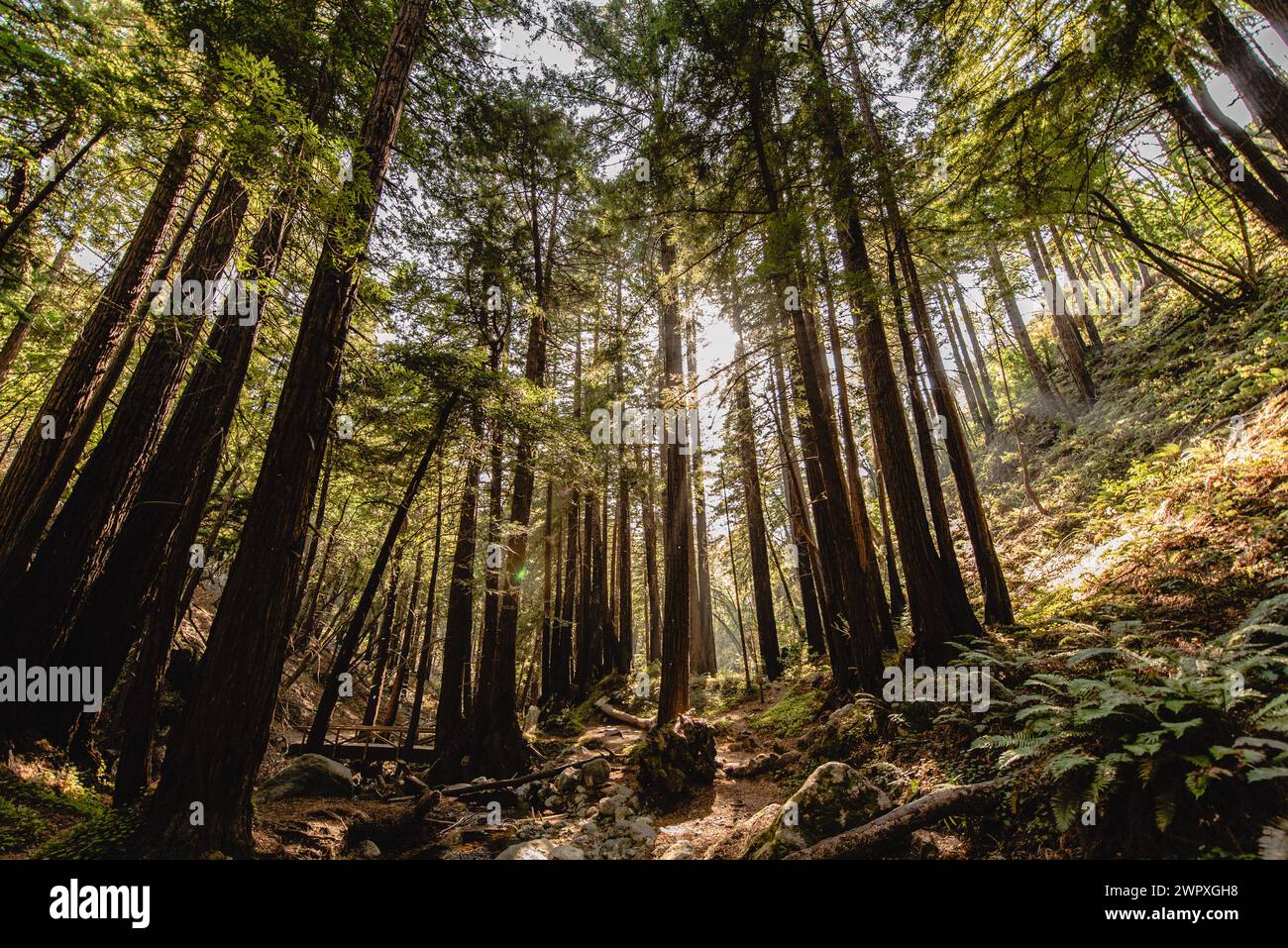 Lush redwood forest in Limekiln State Park, California Stock Photo - Alamy
