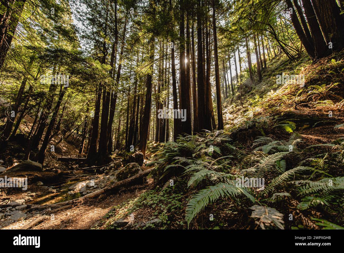 Lush redwood forest in Limekiln State Park, California Stock Photo - Alamy