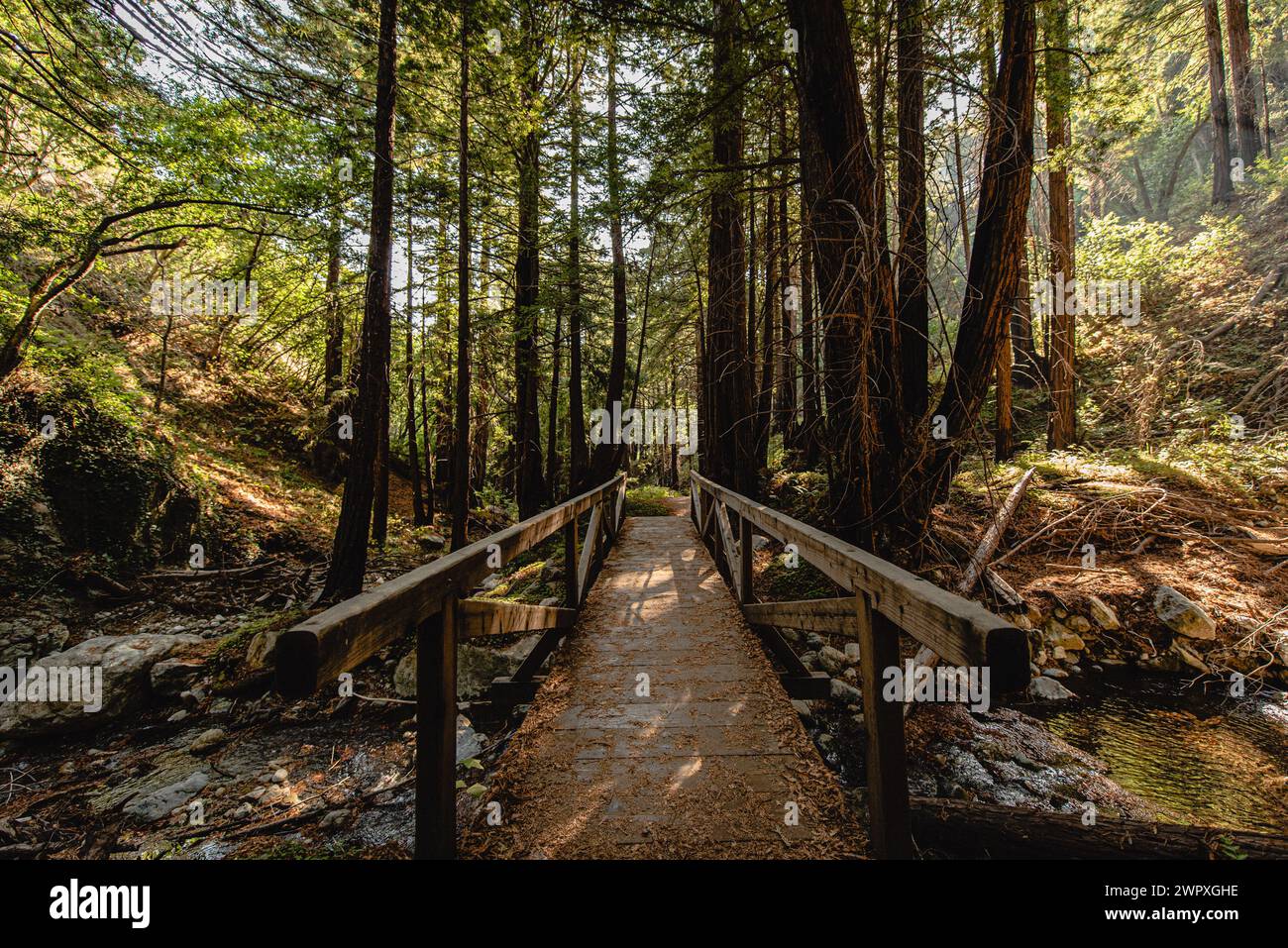 Lush redwood forest in Limekiln State Park, California Stock Photo - Alamy