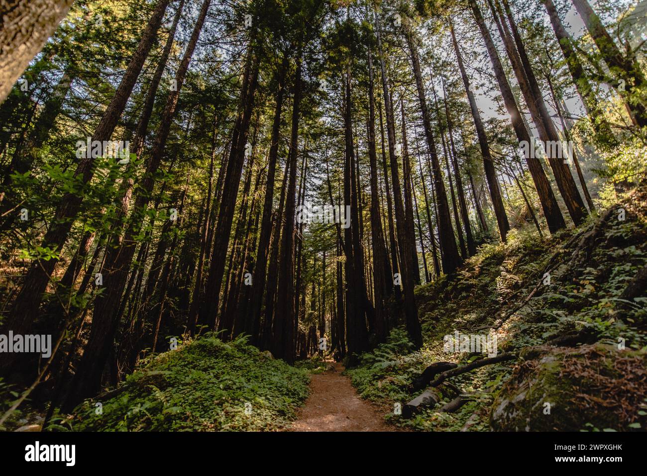 Lush redwood forest in Limekiln State Park, California Stock Photo - Alamy