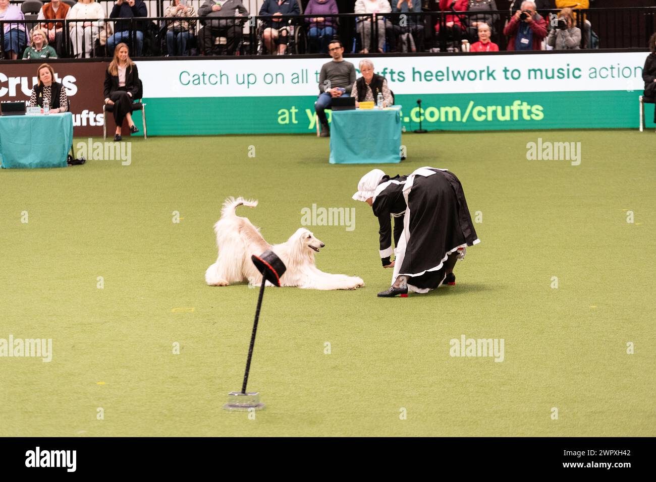 Crufts 2024 main arena hi-res stock photography and images - Alamy