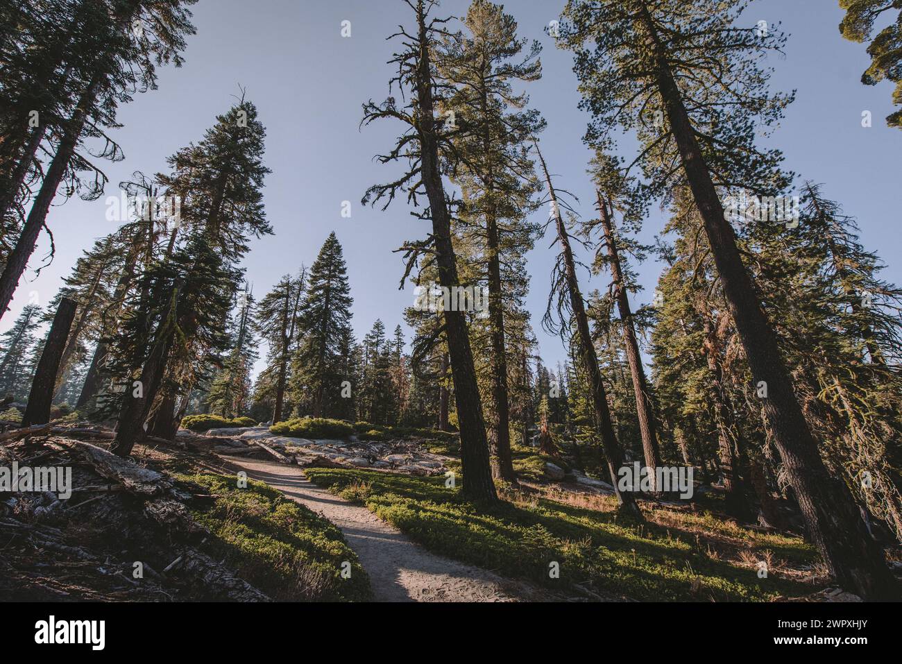 Old growth forest on the Taft Point and Fissures Trail in Yosemite ...