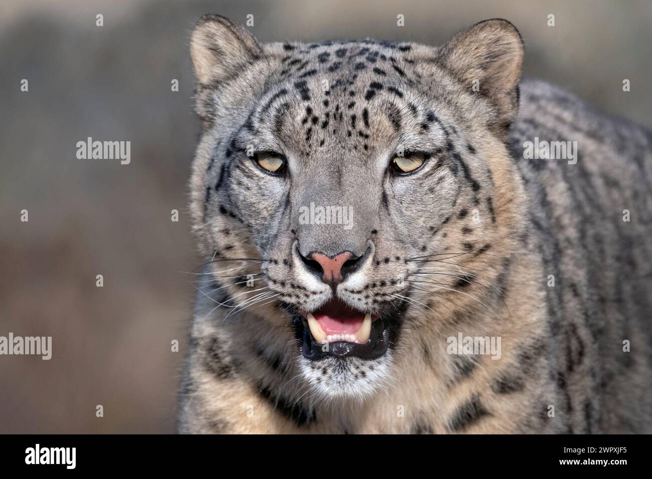 Young male snow leopard looking towards camera Stock Photo - Alamy