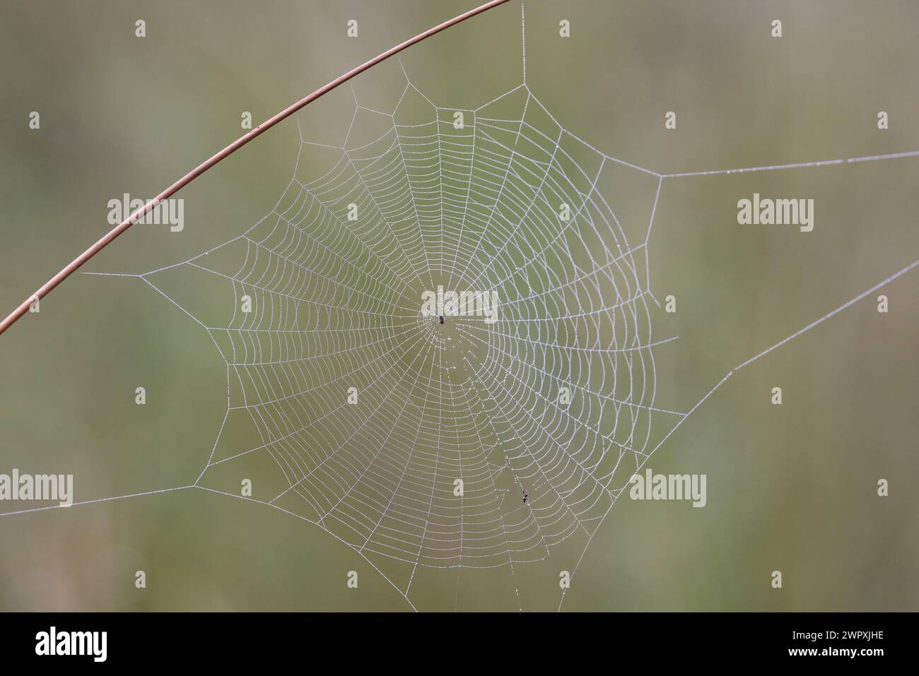 Dew droplets on spider web Stock Photo - Alamy