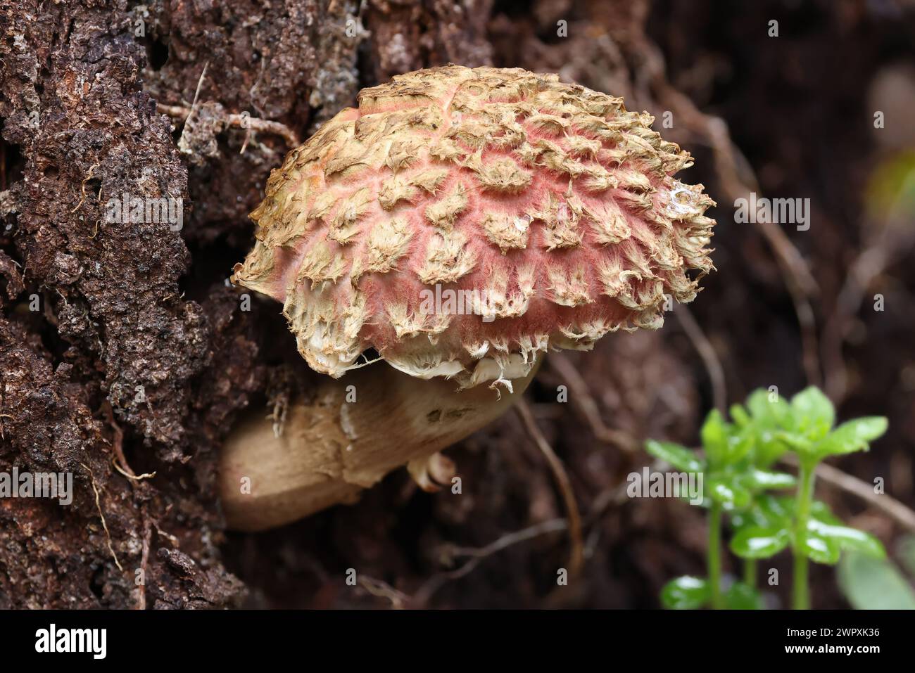 Boletellus sp hi-res stock photography and images - Alamy