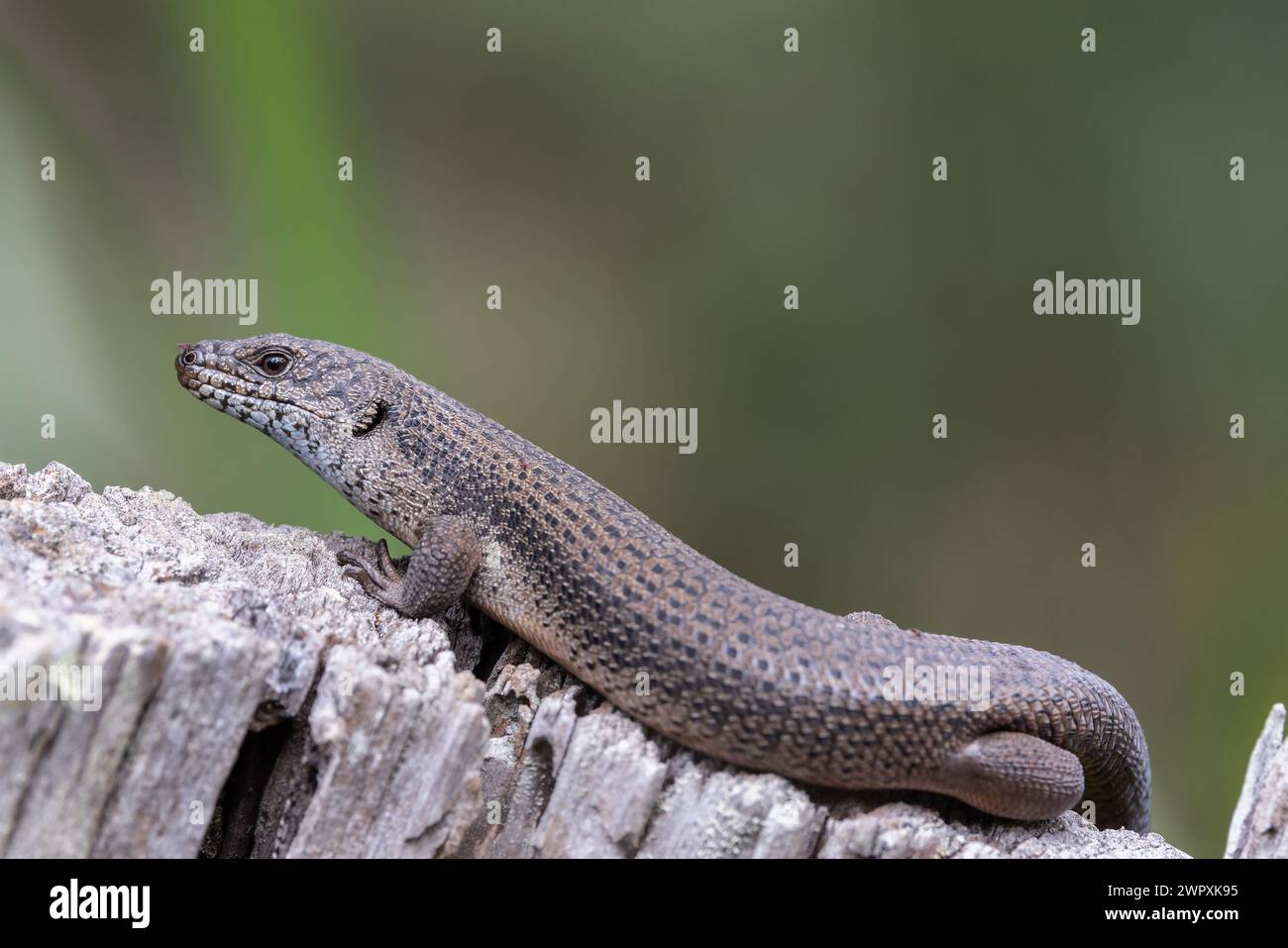 Australian black rock skink hi-res stock photography and images - Alamy