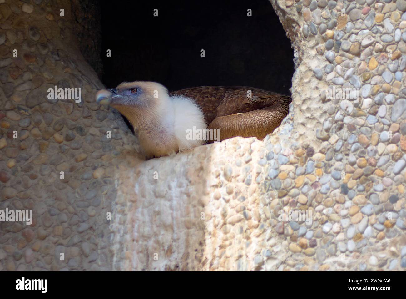 Vulture lying down resting inside a cave with a lot of excrement at the ...