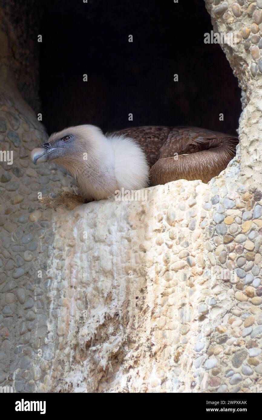 Hairy cave hi-res stock photography and images - Alamy