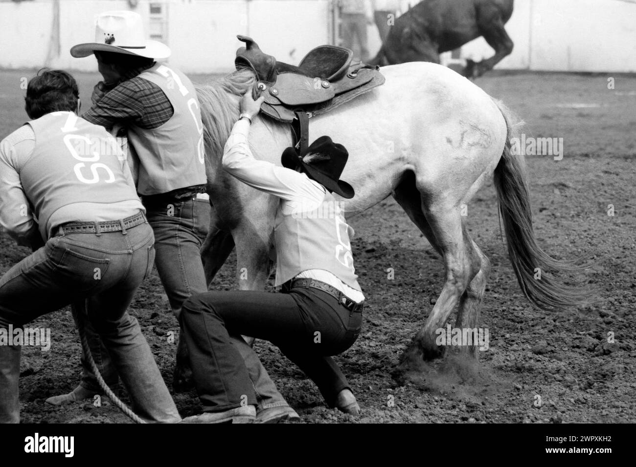 Vintage wild horse race event at the Calgary Stampede Rodeo. Circa 1981 ...