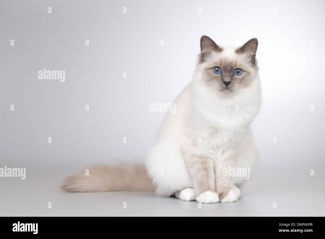 Four months old kitten female of Birma cat portrait Stock Photo - Alamy