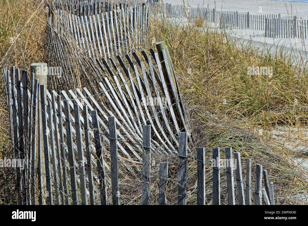 Weathered line of sand fence in dunes along coastline at Myrtle Beach ...