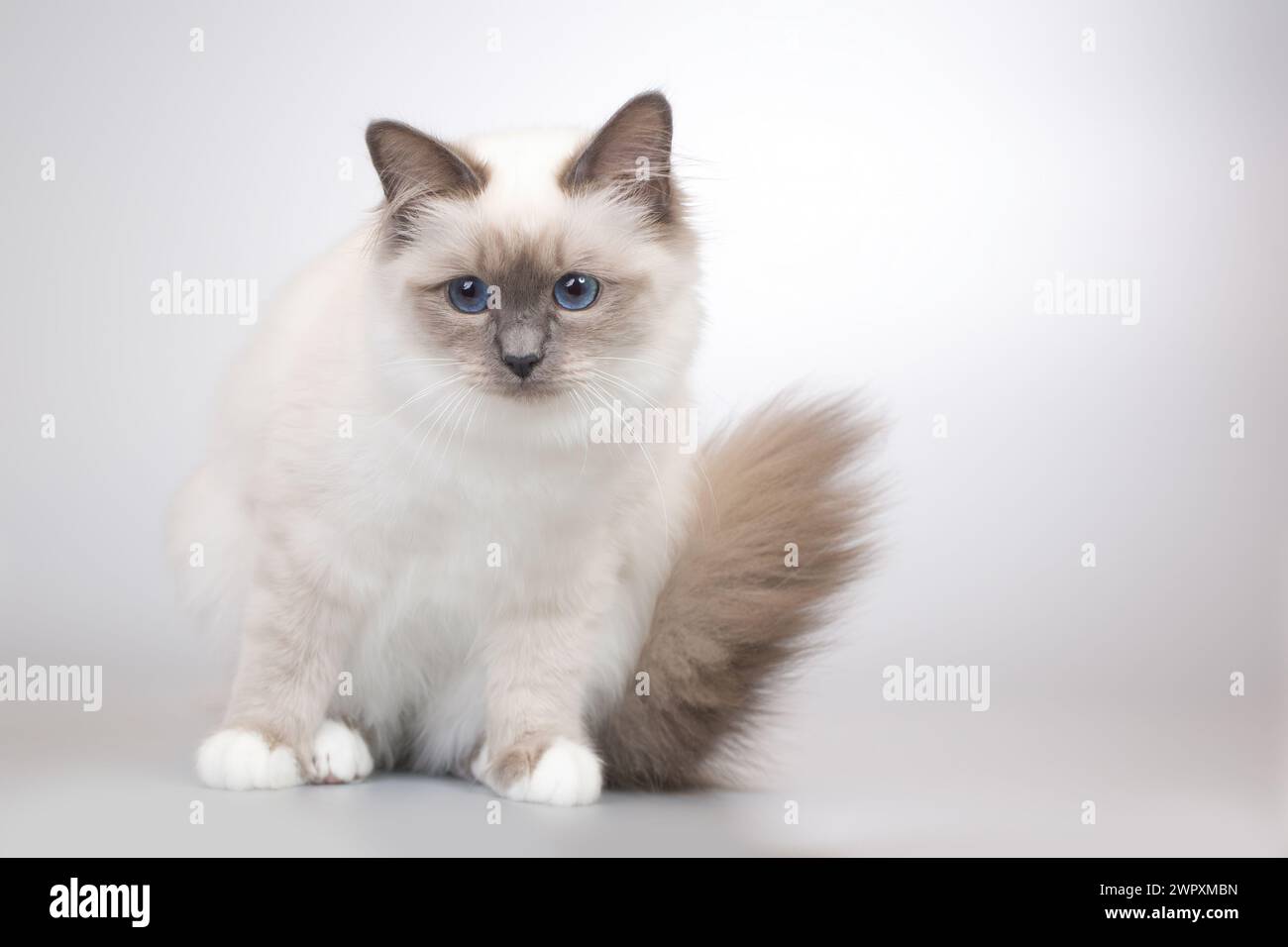 Birma cat hi-res stock photography and images - Alamy