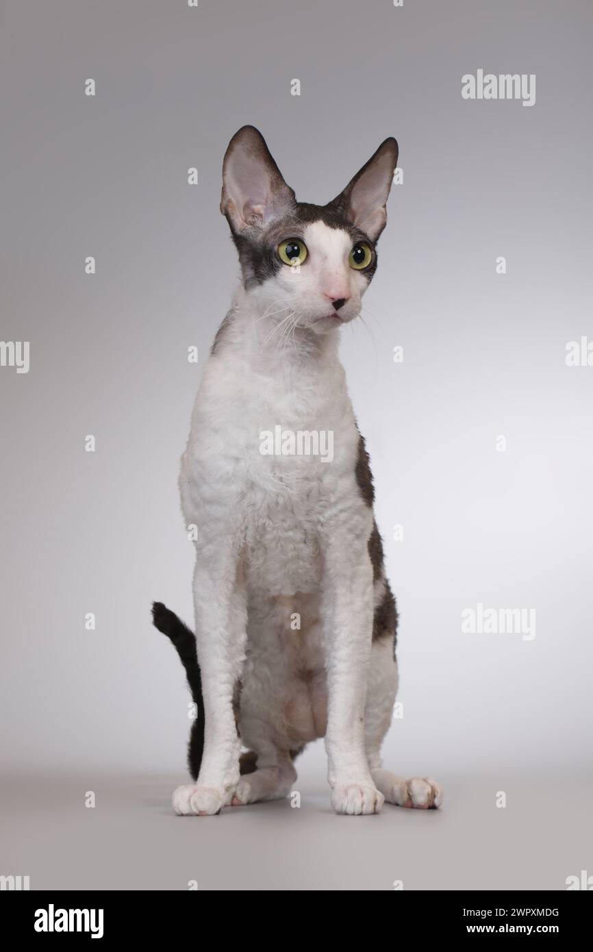 Cornish rex breed male cat posing for portrait in studio Stock Photo ...