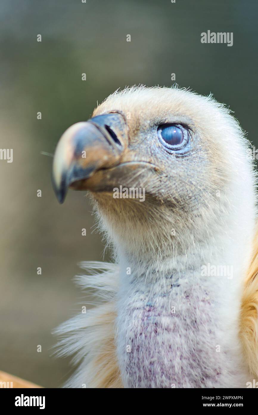 Imposing vulture in its natural environment, highlighting its ...