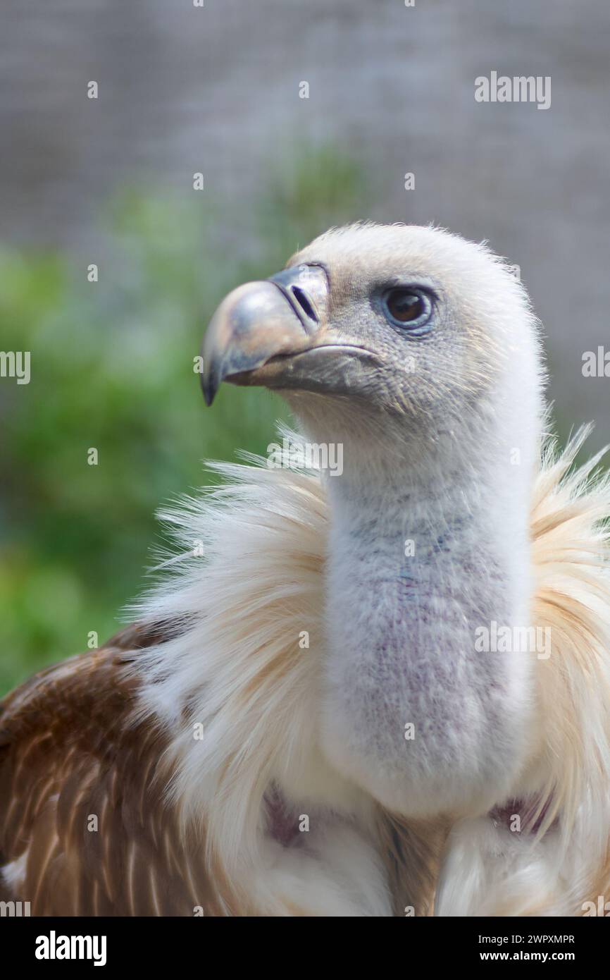 Imposing vulture in its natural environment, highlighting its ...