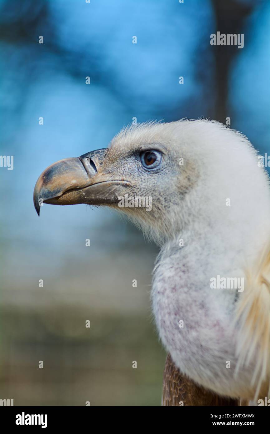 Imposing vulture in its natural environment, highlighting its ...