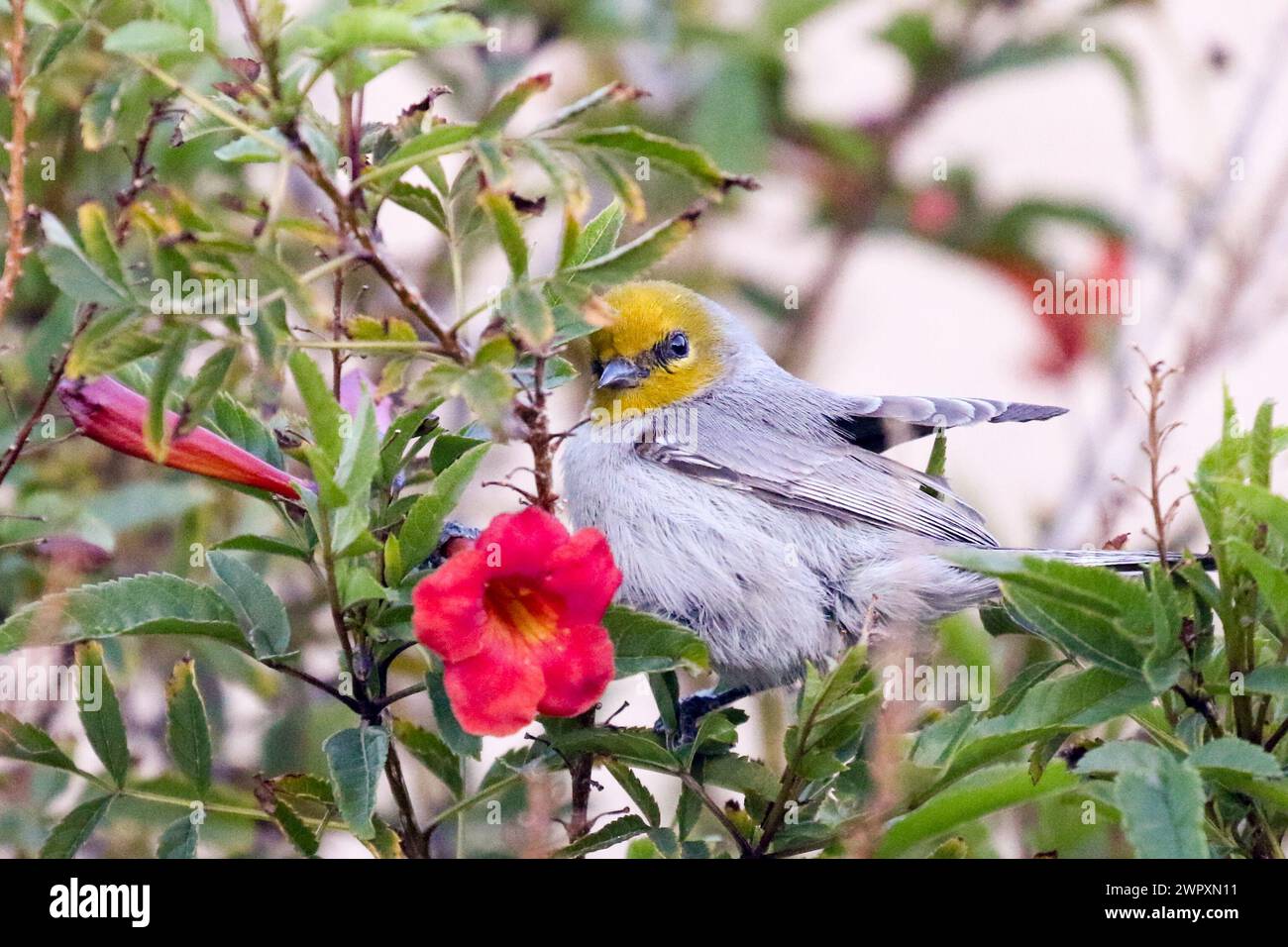 Verdin Bird and Bells of Fire Tecoma Plant Stock Photo - Alamy
