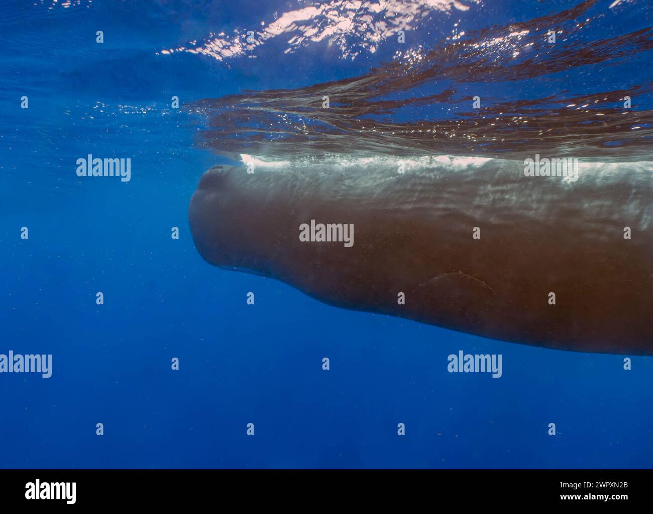 An adult Sperm Whale (Physeter macrocephalus) in the Caribbean Sea Stock Photo - Alamy