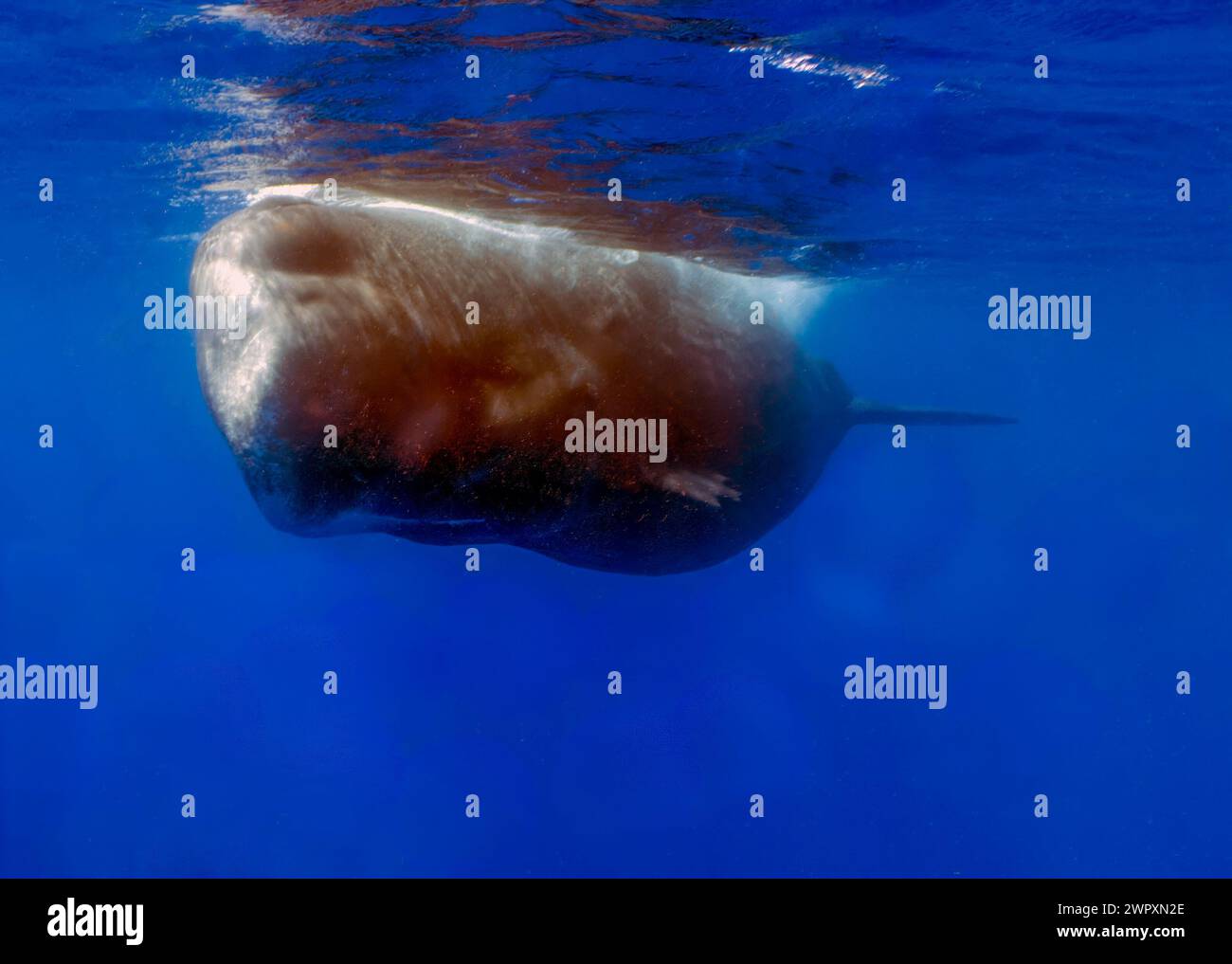 An adult Sperm Whale (Physeter macrocephalus) in the Caribbean Sea ...