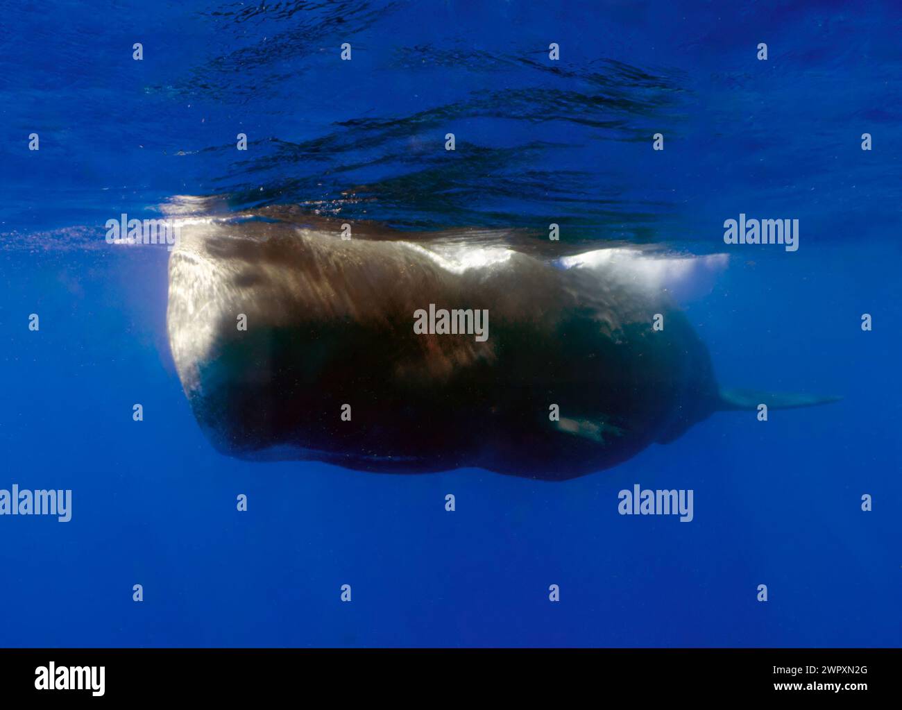 An adult Sperm Whale (Physeter macrocephalus) in the Caribbean Sea Stock Photo - Alamy
