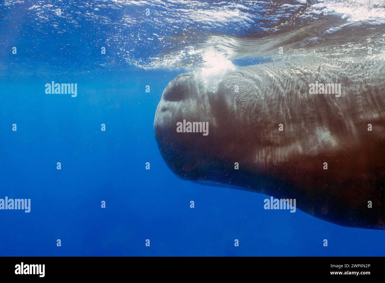 An adult Sperm Whale (Physeter macrocephalus) in the Caribbean Sea ...