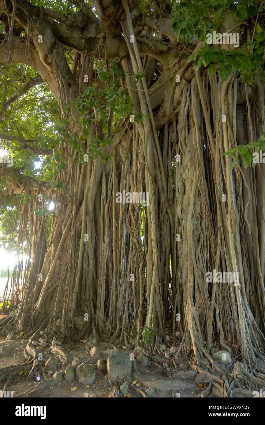 A Banyan Tree (Ficus benghalensis) in the Botanical Gardens in Roseau ...
