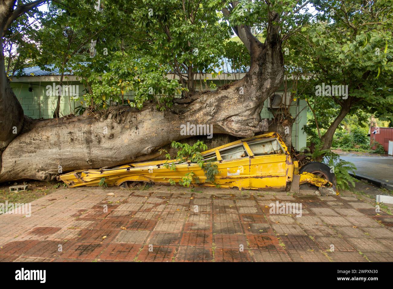 An old school bus crushed by a fallen tree in the Botanical Gardens in ...