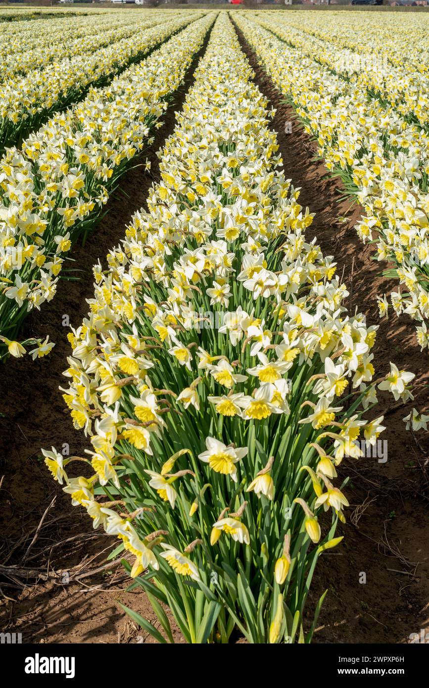 As Spring approaches Daffodils bloom in some of the fields of Whaplode ...
