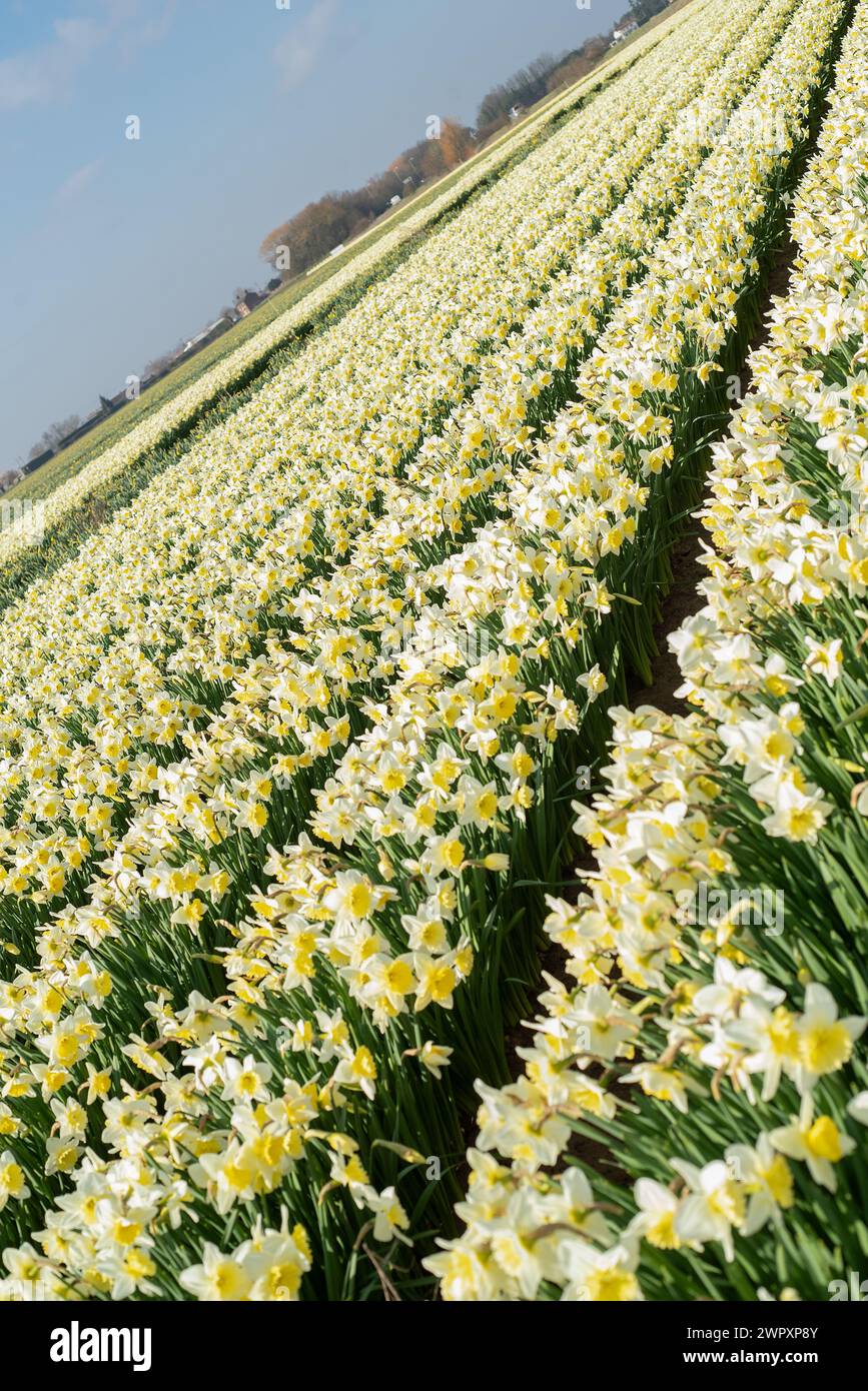 As Spring approaches Daffodils bloom in some of the fields of Whaplode ...
