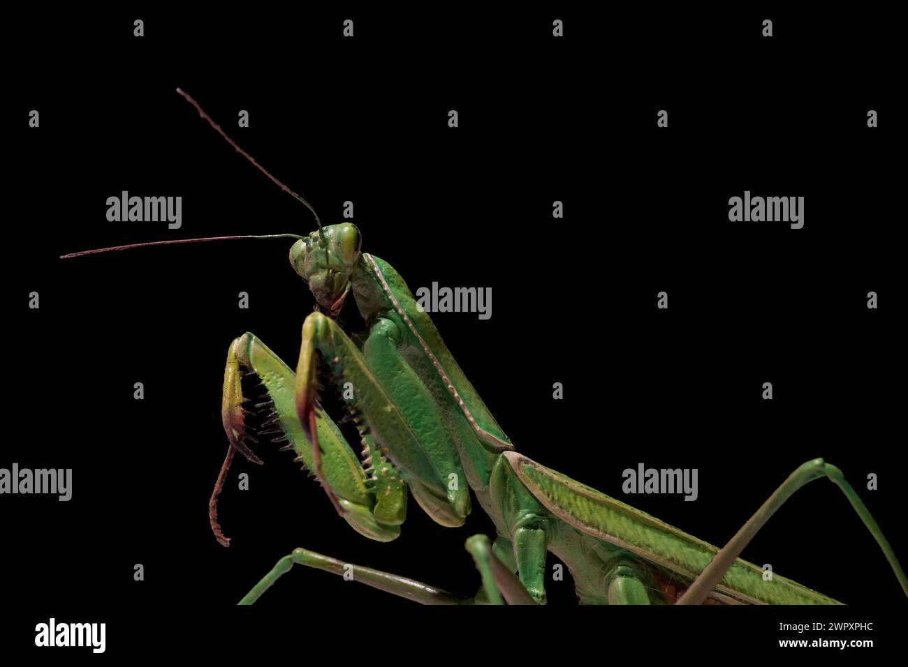 Mantis relijiosa hi-res stock photography and images - Alamy