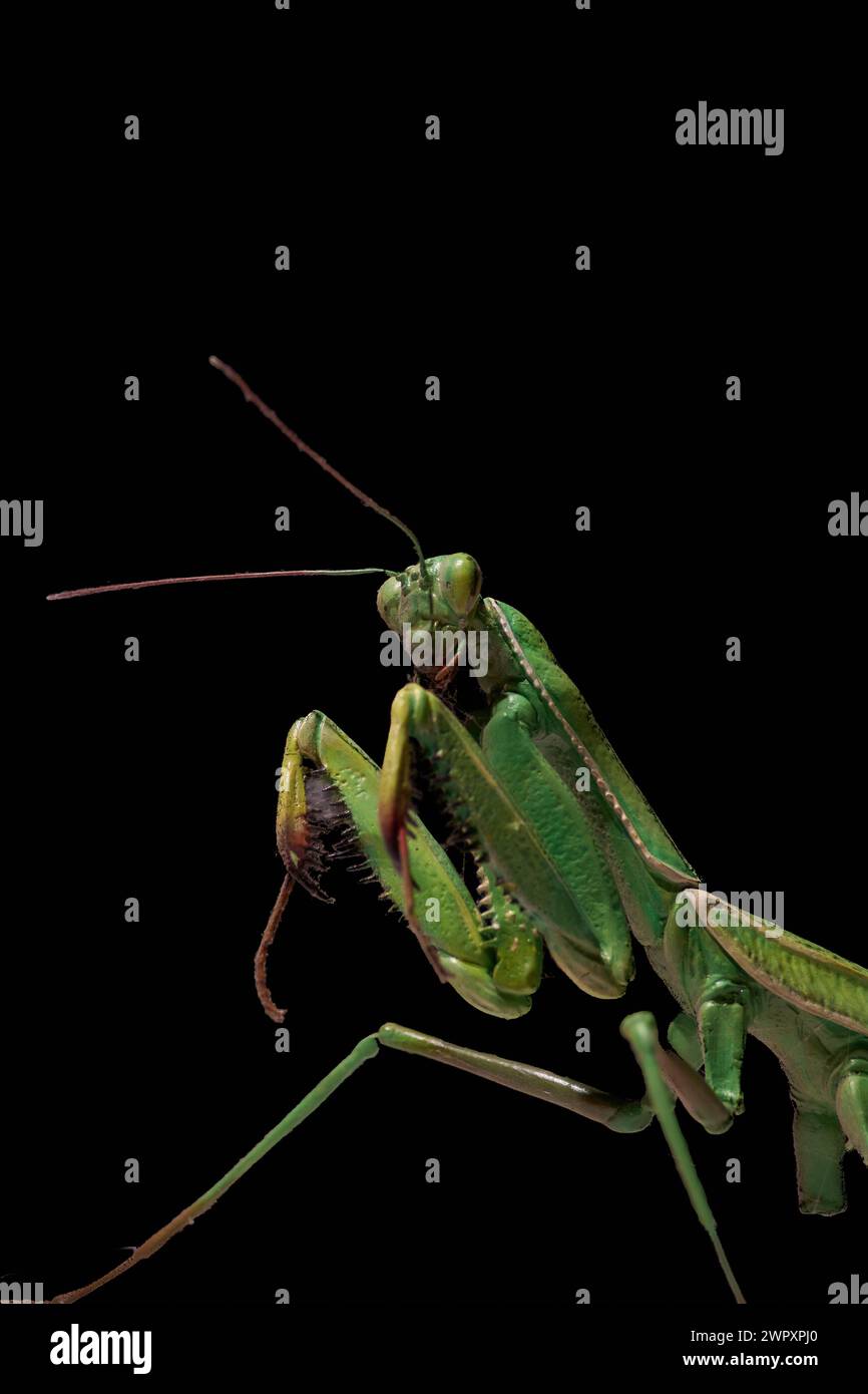 Mantis relijiosa hi-res stock photography and images - Alamy