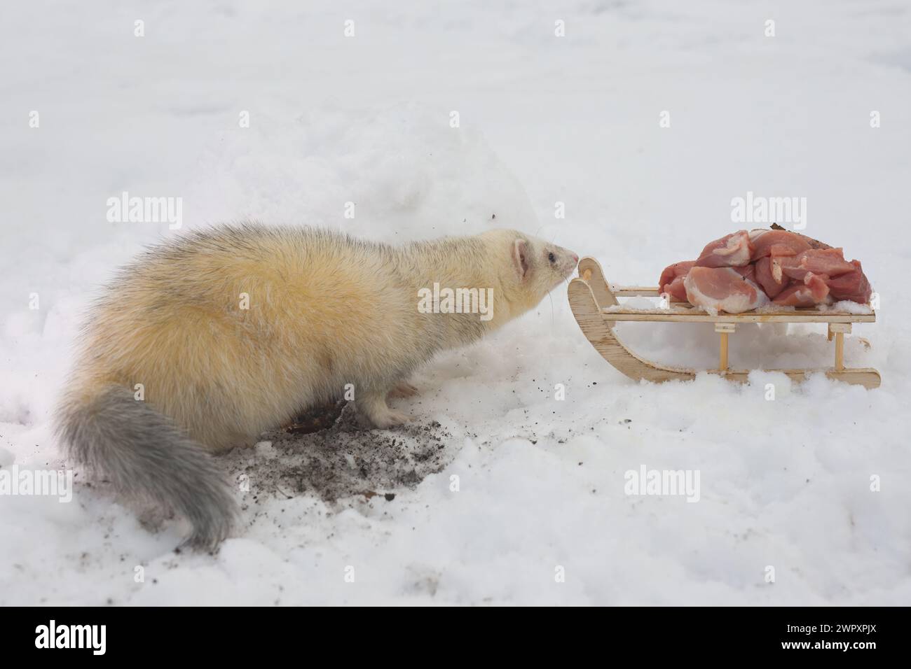Ferret female outdoor in her snow igloo house take care of meat Stock ...